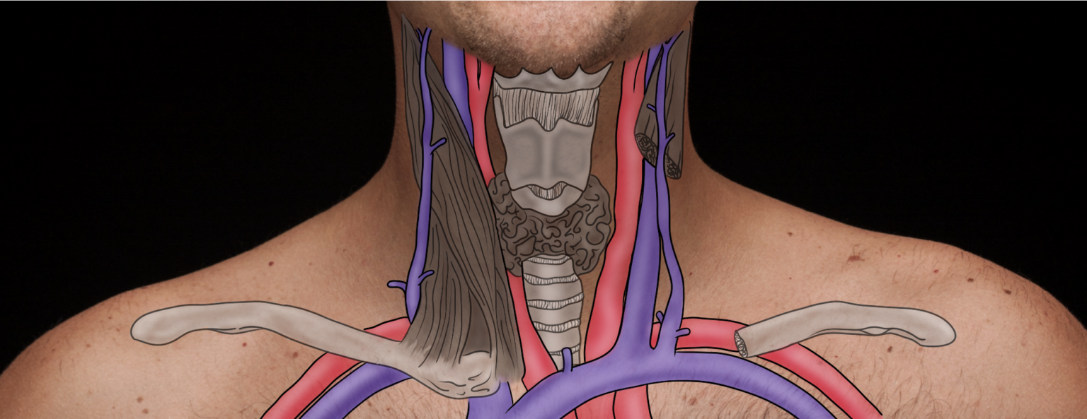 Jugular Veins – Introduction to Health Assessment for the Nursing ...