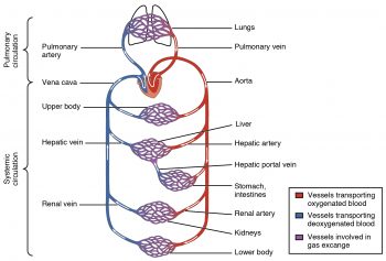 Introduction to the Peripheral Vascular System – Introduction to Health ...