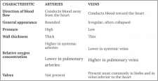 Introduction to the Peripheral Vascular System – Introduction to Health ...