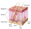 Introduction to Integumentary System – Introduction to Health ...