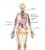 Pulse – Introduction to Health Assessment for the Nursing Professional ...