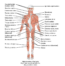Introduction to the Musculoskeletal System – Introduction to Health ...