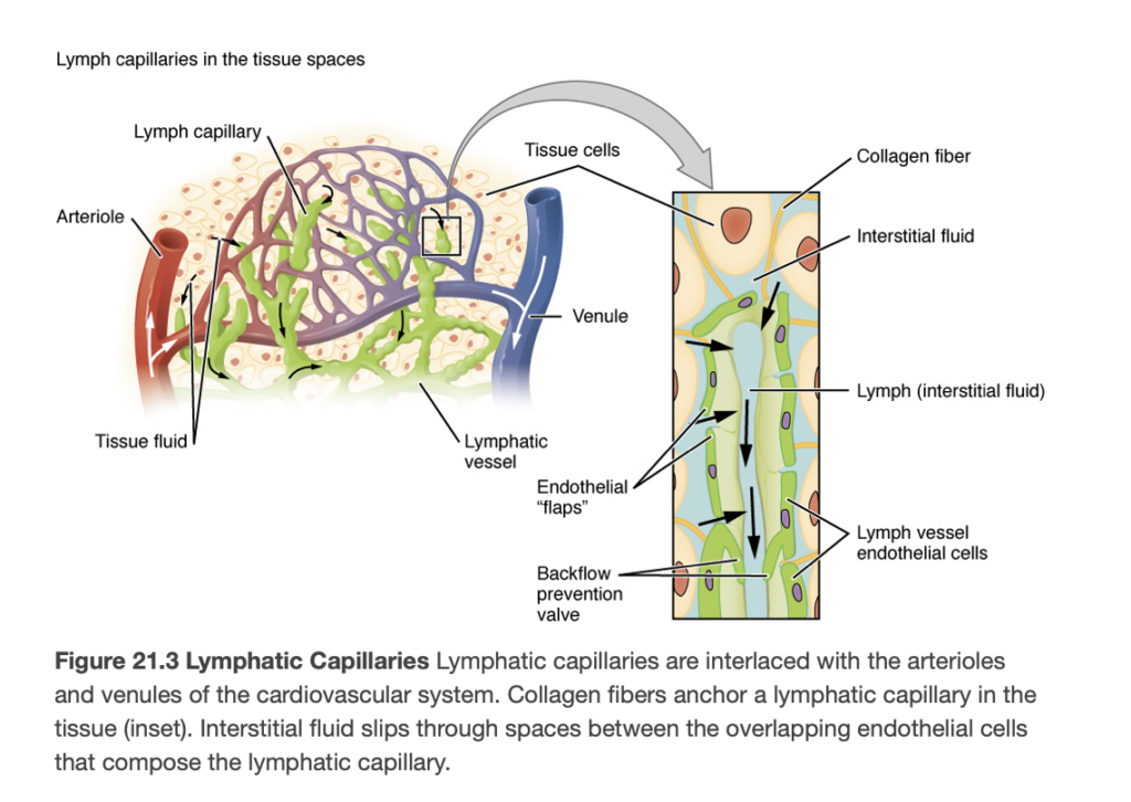 Introduction to Lymphatic System – Introduction to Health Assessment ...