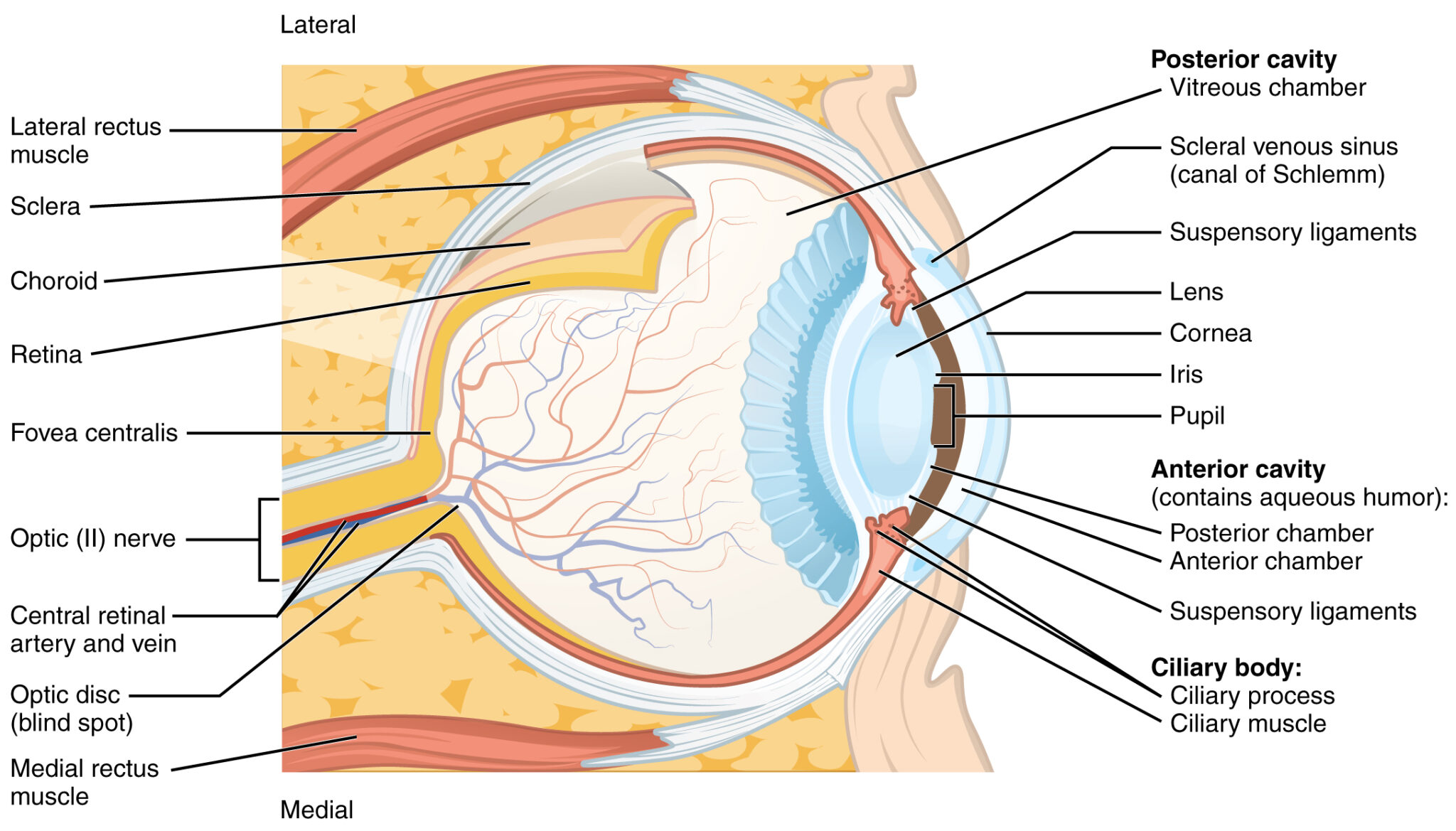 Introduction to the Ophthalmic System – Introduction to Health ...