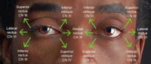 Extraocular Eye Movement – Introduction to Health Assessment for the ...