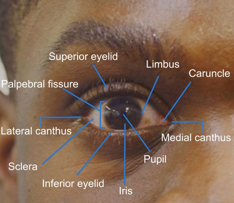 Introduction to the Ophthalmic System – Introduction to Health ...