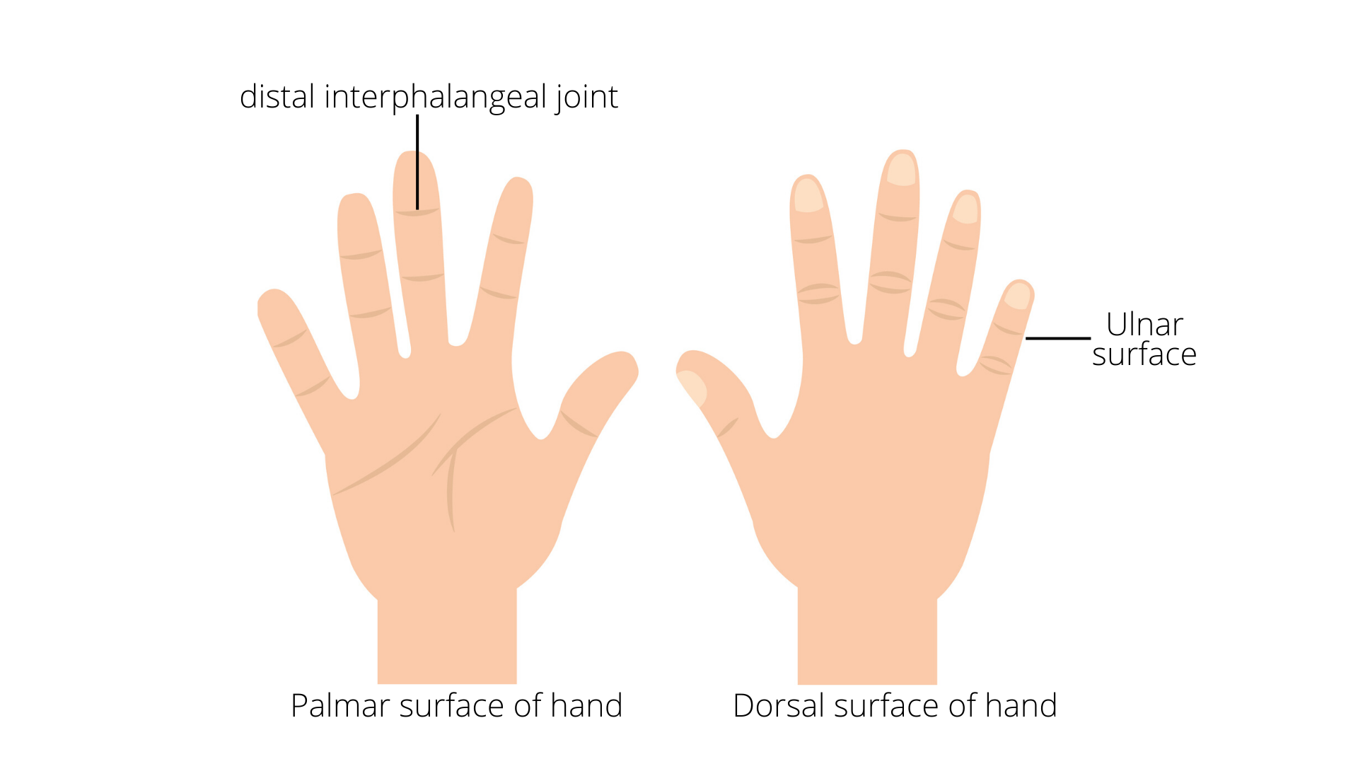 Anatomical Locations – Physical Examination Techniques: A Nurse’s Guide