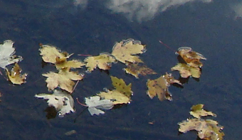 Activity 1.6 Mindfulness and leaves-on-a-stream exercise – Acceptance ...
