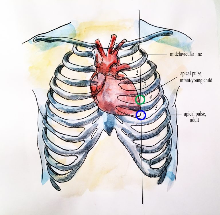 Apical Pulse – Vital Sign Measurement Across the Lifespan – 1st ...